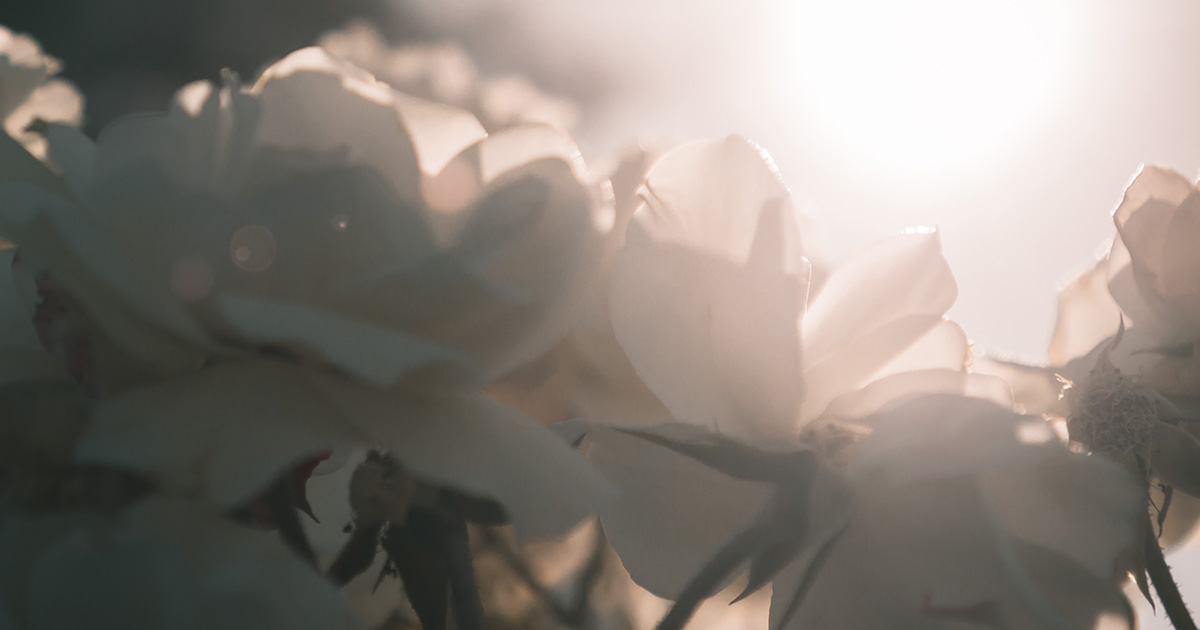 Menjaga Persatuan di Tengah Ketidaksepakatan - Pelayanan Ligonier